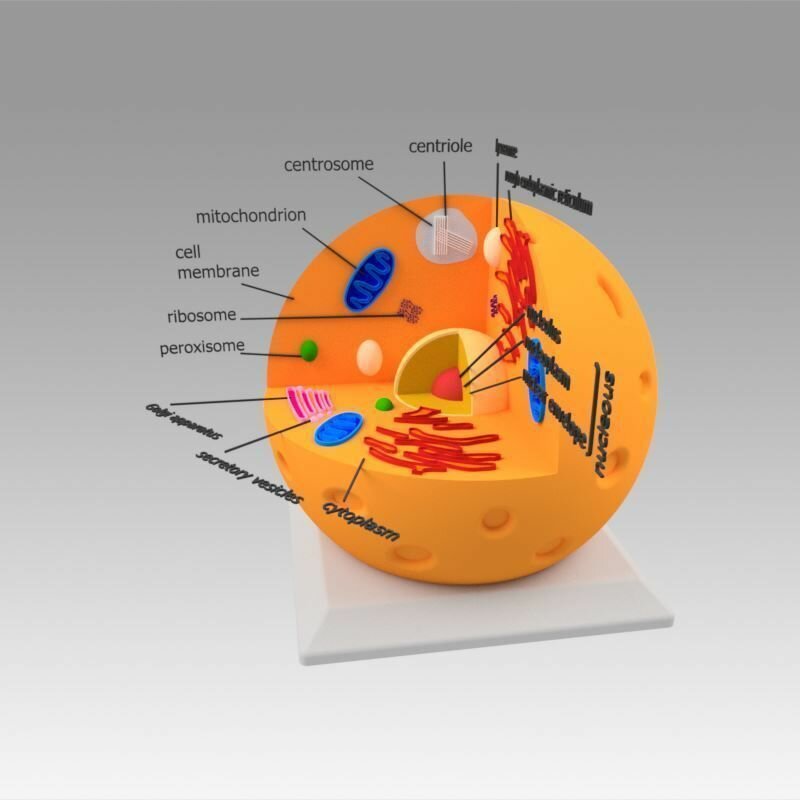 Enhance Your Learning Experience With A Dynamic Animal Cell 3D Model ...