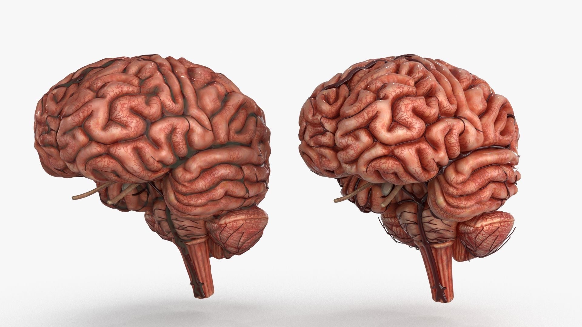 Download Free Brain 3D Models for Medical & Educational Projects ...