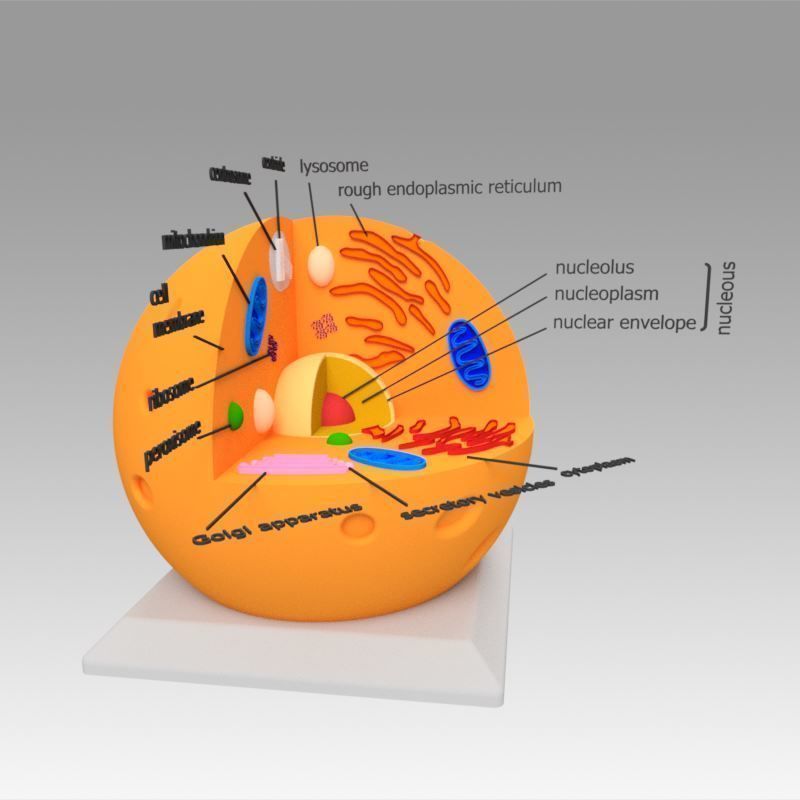 Animal Cell 3D model – 3DSky Model Free