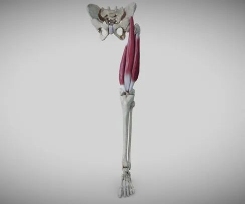 PBR Game 3D Models – Extensors Of The Thigh – 3DSky Model Free